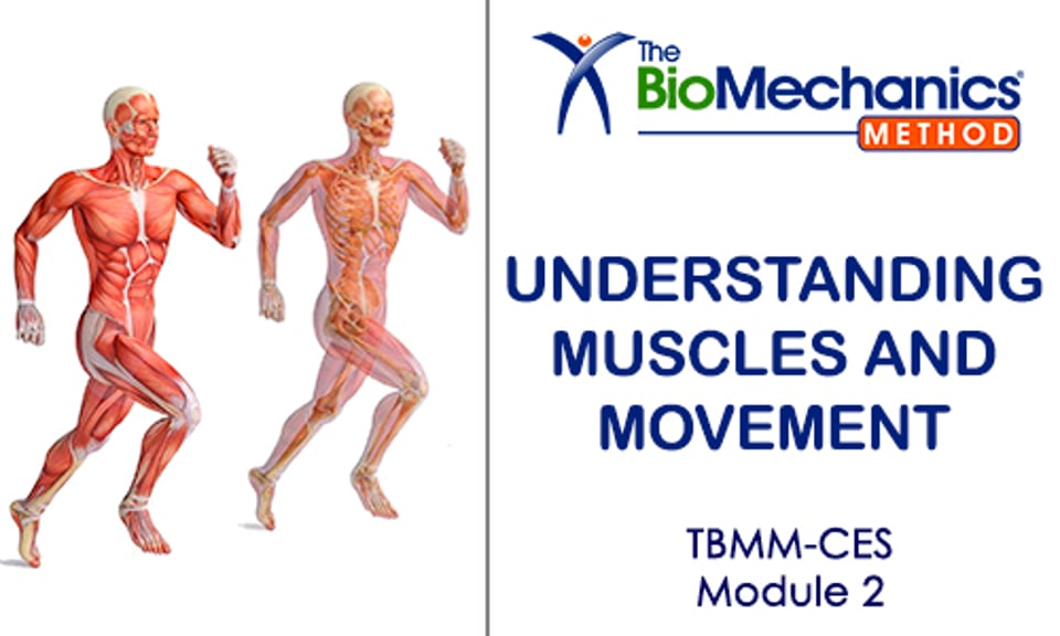 Understanding Muscles and Movement