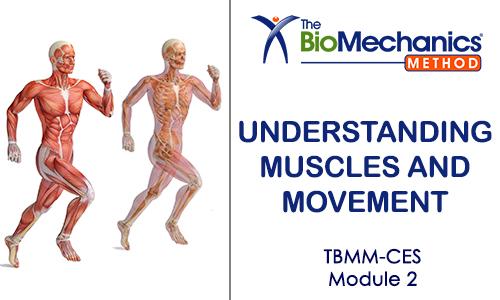 Understanding Muscles and Movement